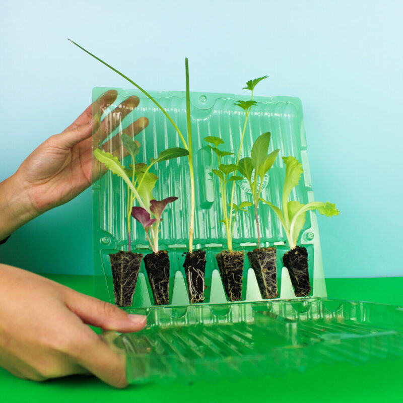 Plug Plants - Bruga